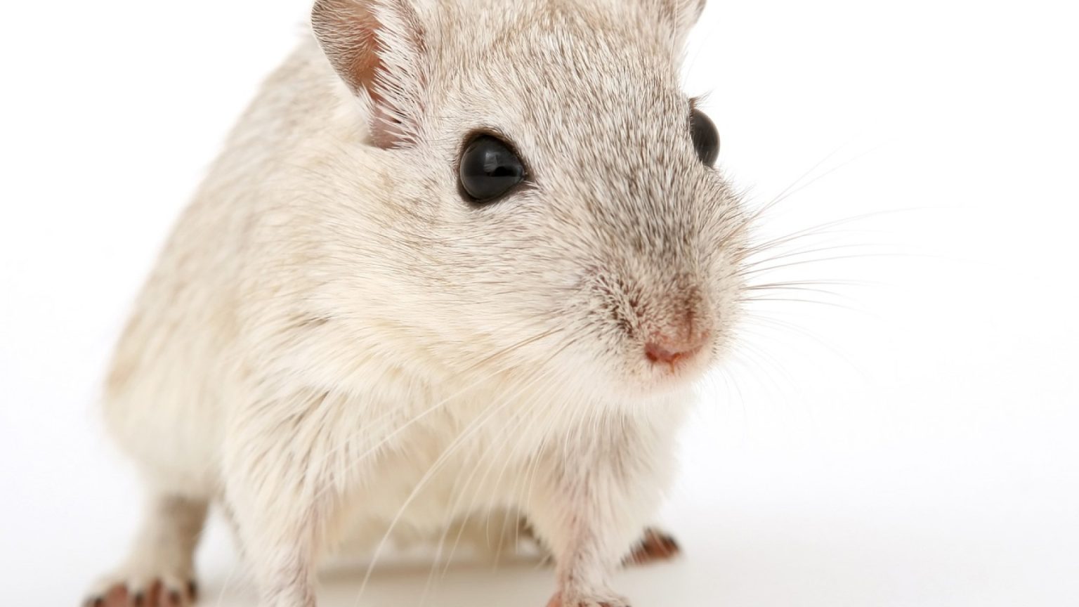 Comment savoir si un rat est dans les murs de votre maison ? – accord ...